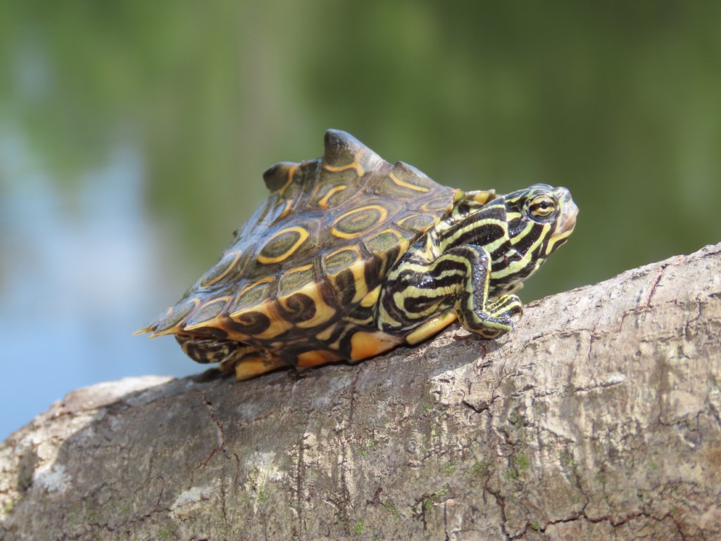 Hiding in plain sight: federally protected Ringed Map Turtles ...