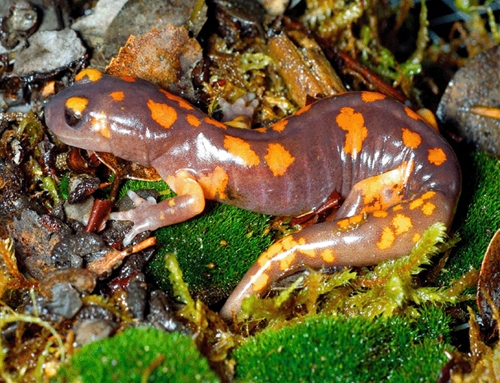 ARMI Taxonomy and Photo Search Result - ARMI