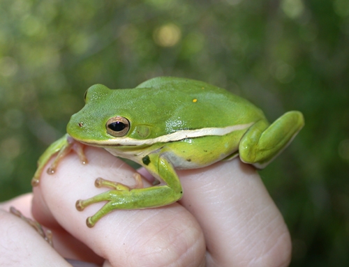 Hyla - ARMI