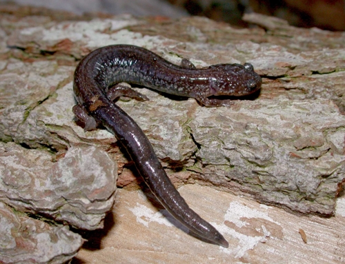 Plethodon - ARMI
